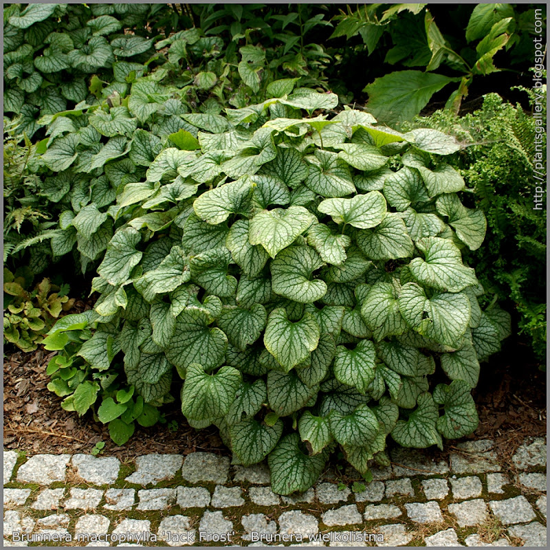 Plant Gallery - Encyklopedia Roślin: Brunnera macrophylla 'Jack Frost ... Plant Gallery - Encyklopedia Roślin: Brunnera macrophylla 'Jack Frost ...